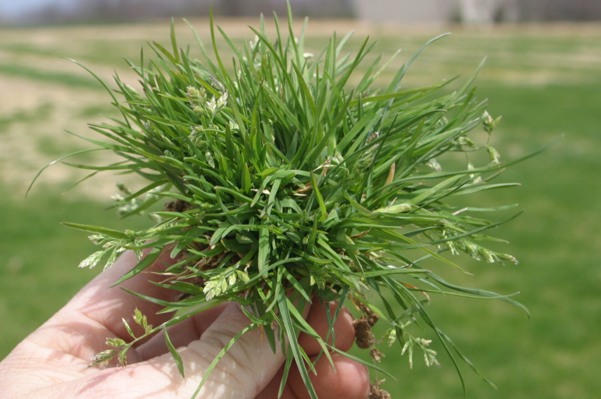 Poa Annua in Turf: A Field-Ready Guide to Identification, Life Cycle ...